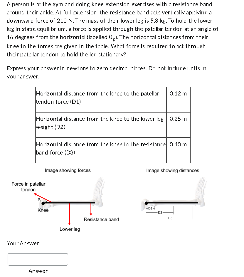 Solved Shown here is a person's lower limb. ﻿The thigh | Chegg.com