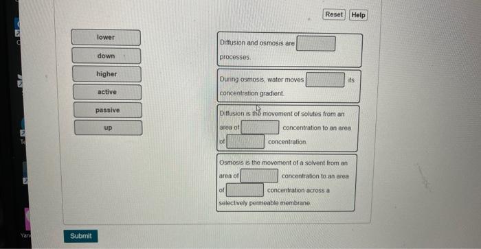 Solved Diffusion and osmosis are processes. During | Chegg.com