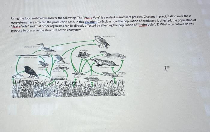Solved Using the food web below answer the following. The | Chegg.com