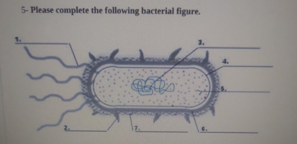 Solved 5- ﻿Please complete the following bacterial | Chegg.com