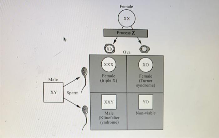 Solved Process Z represents fertilization crossing-over | Chegg.com