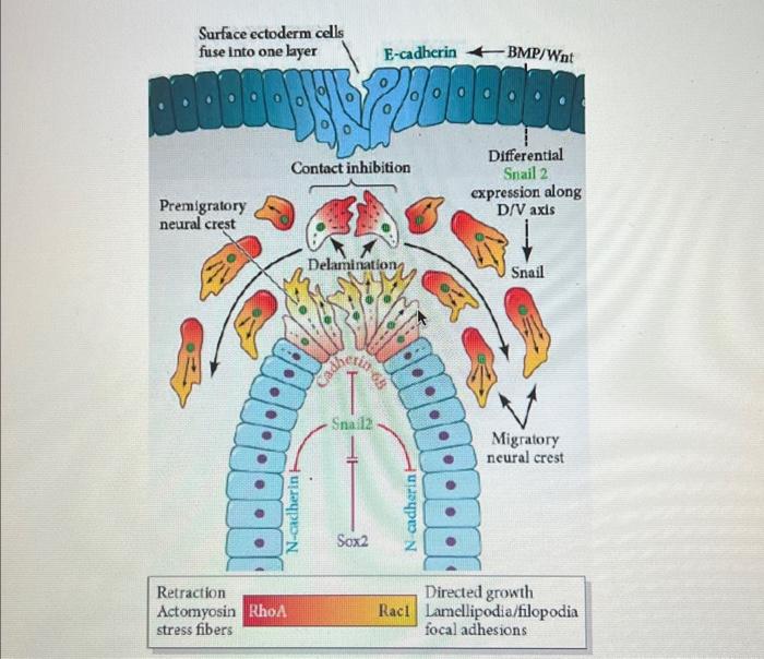 Solved An environmental chemical inhibits Snail2 expression. | Chegg.com