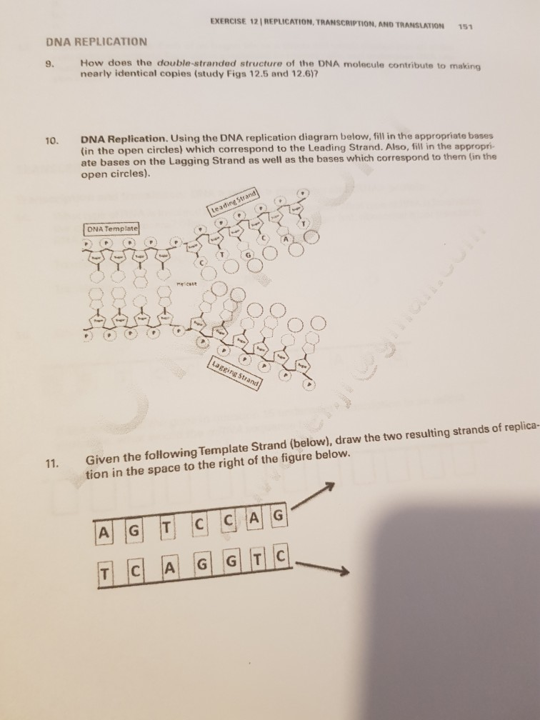 Solved EXERCISE 12 REPLICATION, TRANSCRIPTION, AND | Chegg.com