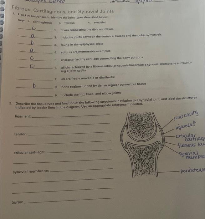 Solved Fibrous, Cartilaginous, and Synovial Joints 1. Use | Chegg.com