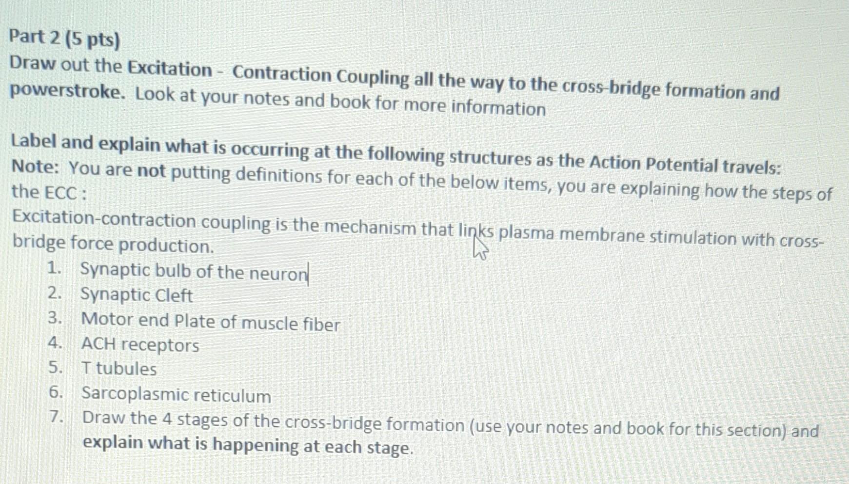 Solved Part 2 (5 pts) Draw out the Excitation - Contraction | Chegg.com