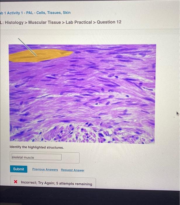 Solved _: Histology > Muscular Tissue > Lab Practical > | Chegg.com