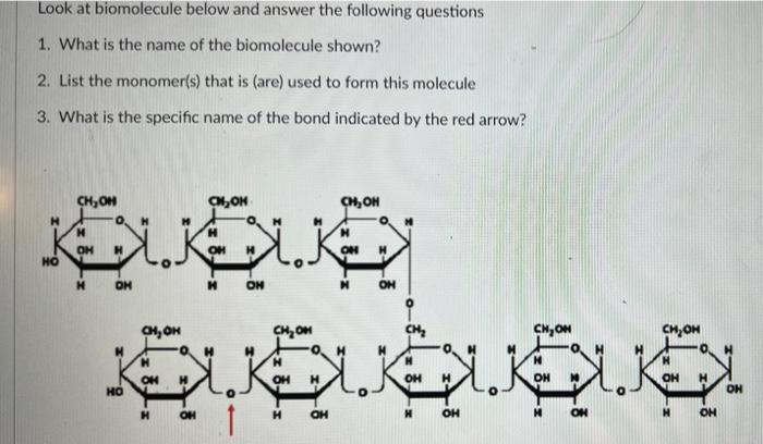 Solved Look at biomolecule below and answer the following | Chegg.com