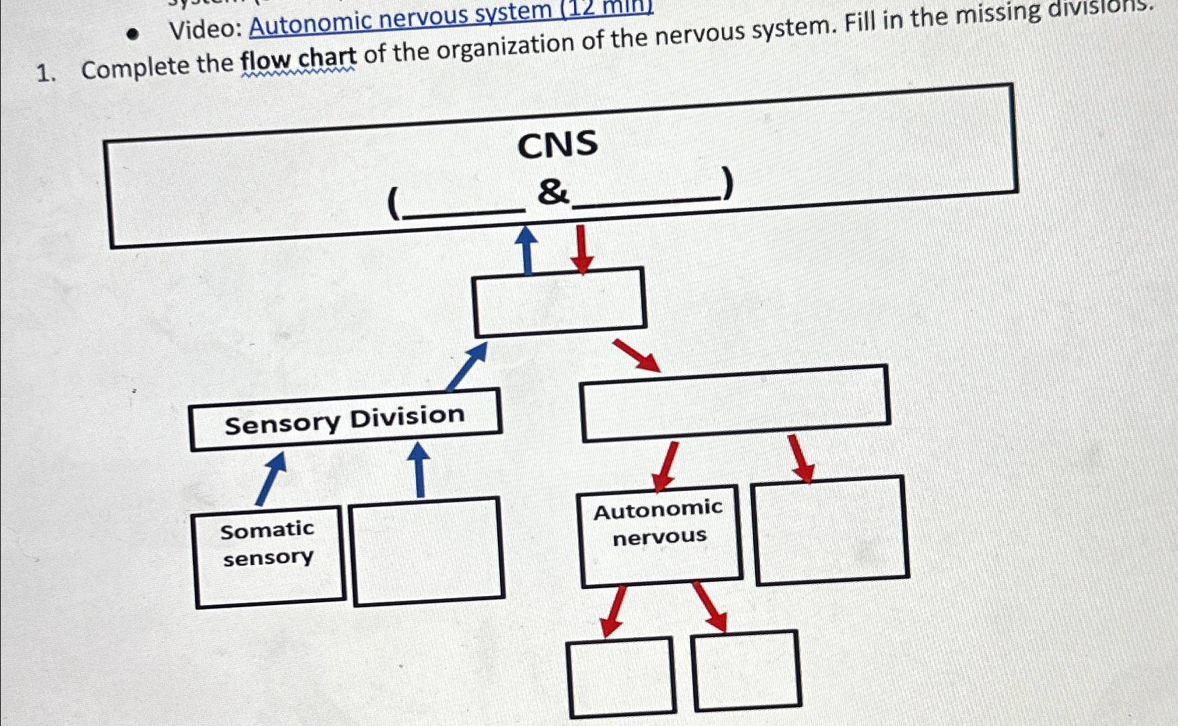 Solved Video: Autonomic nervous system (12 ﻿minComplete the | Chegg.com