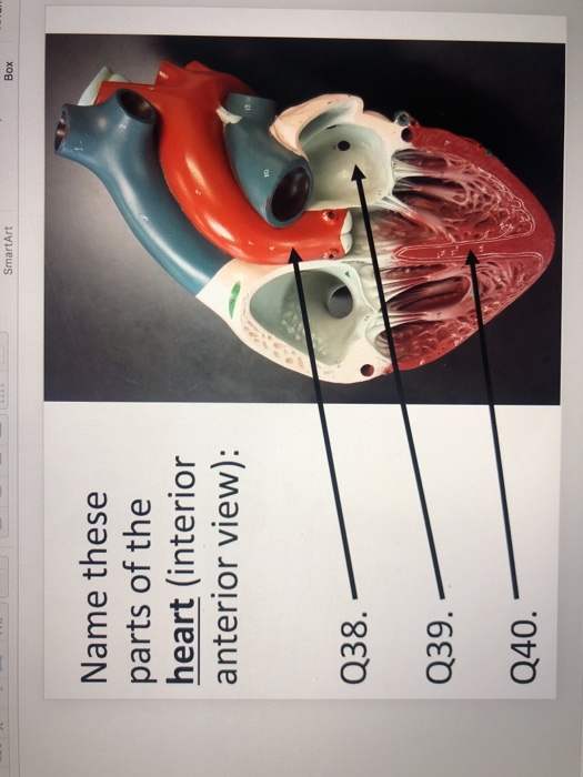 Solved SmartArt Box Name these parts of the heart (interior | Chegg.com