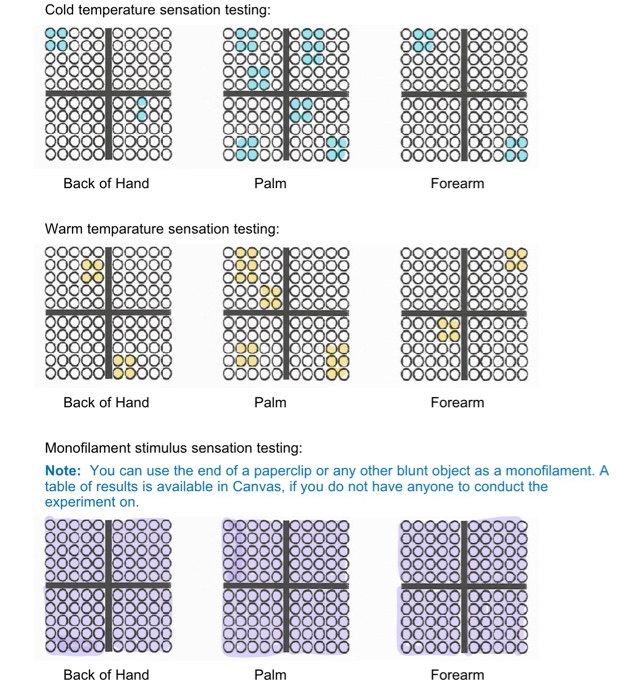 Solved Cold temperature sensation testing: Back of Hand Palm | Chegg.com