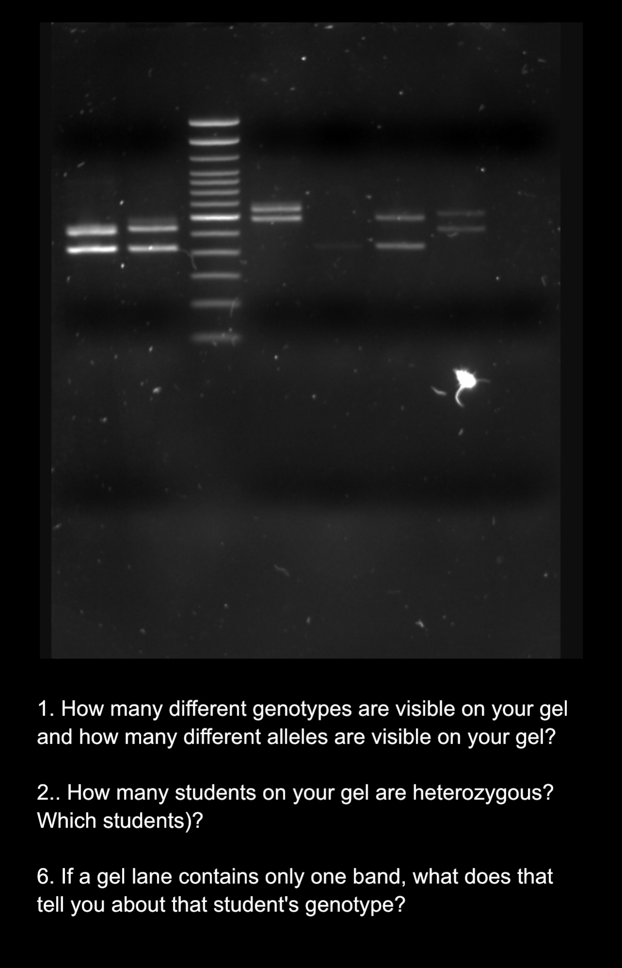 Solved 1. ﻿How many different genotypes are visible on your | Chegg.com