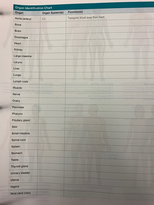 Solved Organ Identification Chart Organ Organ System(s) | Chegg.com