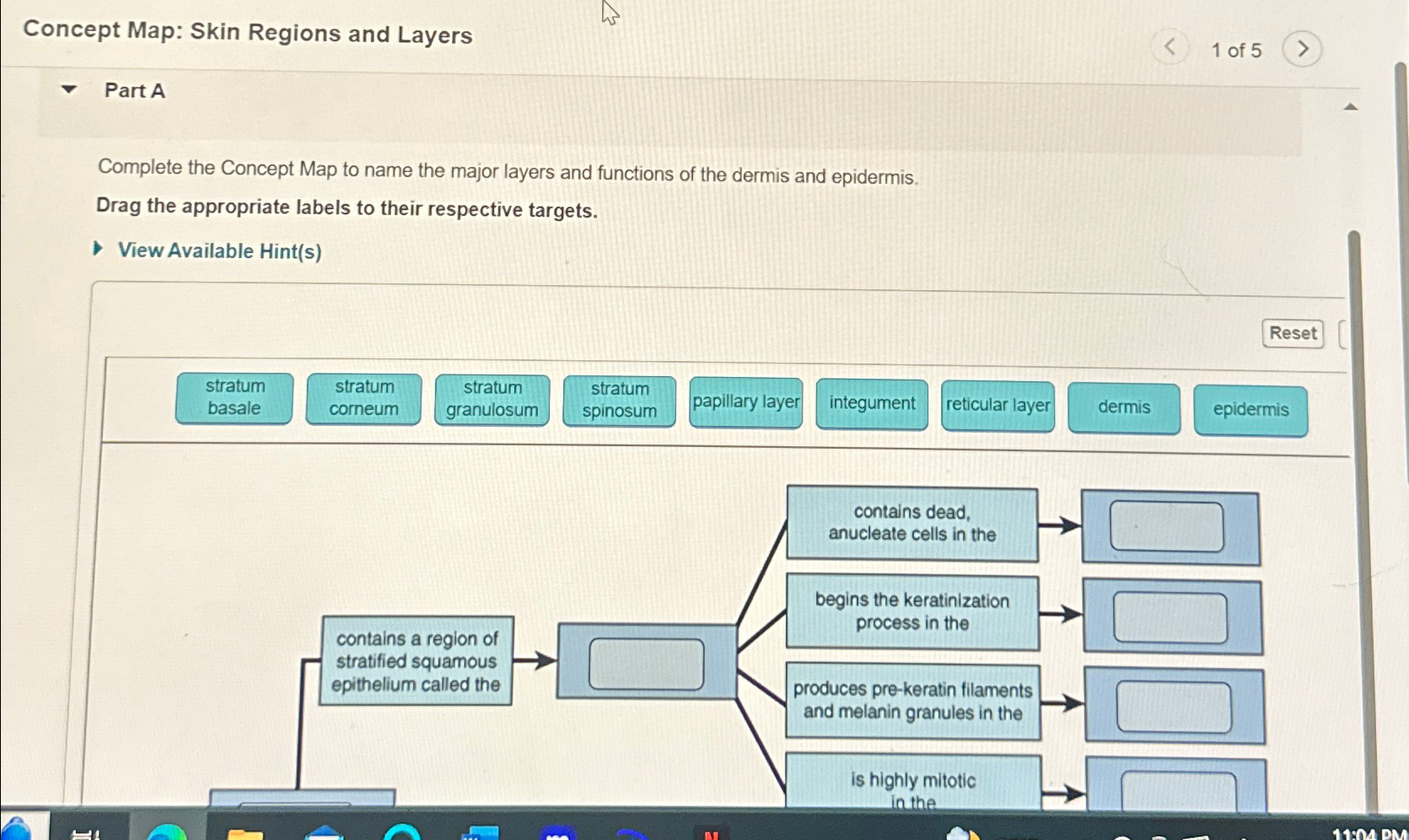 Solved Concept Map: Skin Regions and Layers1 ﻿of 5Part | Chegg.com