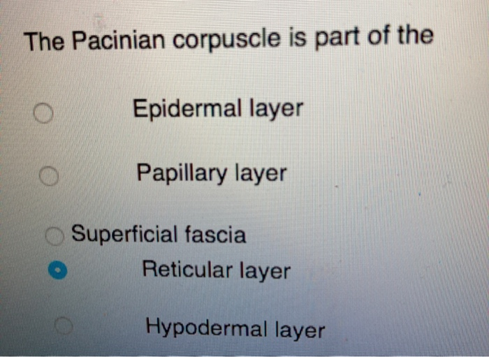 Solved The Pacinian corpuscle is part of the Epidermal layer | Chegg.com