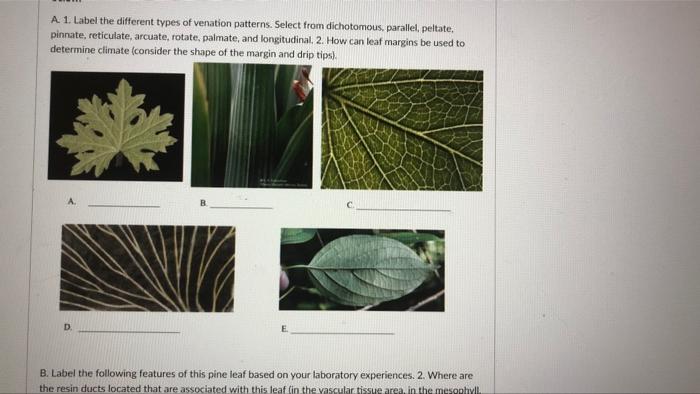 Solved A 1. Label the different types of venation patterns. | Chegg.com