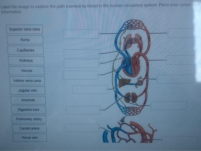 Solved Label the image to explore the path traveled by blood | Chegg.com