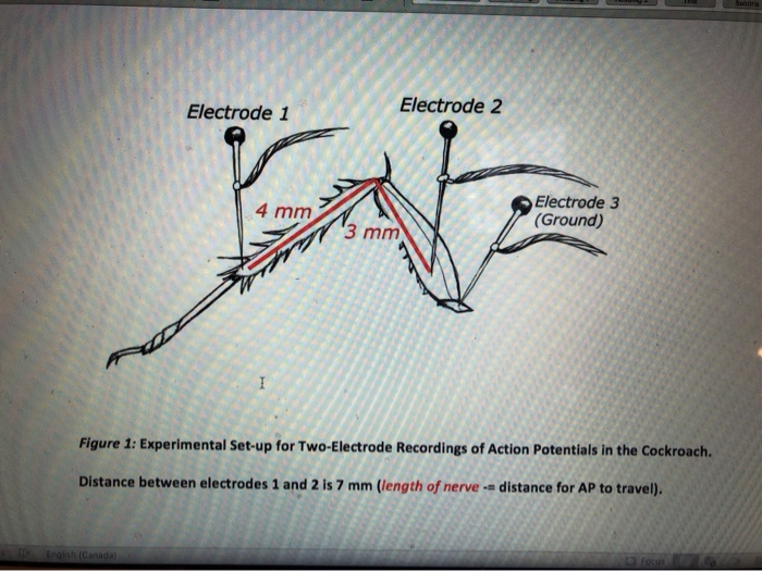 Solved 1. In the extracellular recording from the cockroach | Chegg.com