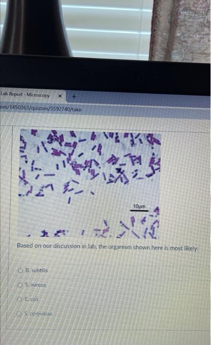 Solved Based on our discussion in lab, the organism shown | Chegg.com