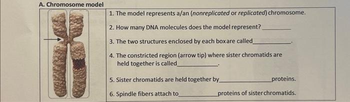 Solved A. Chromosome model 1. The model represents a/an | Chegg.com