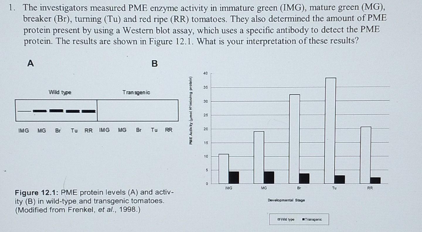 Solved 1. The investigators measured PME enzyme activity in | Chegg.com