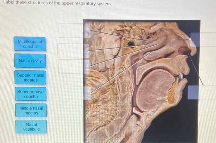 Solved Label these structures of the upper respiratory | Chegg.com
