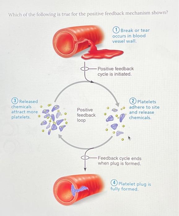 Solved Which of the following is true for the positive | Chegg.com