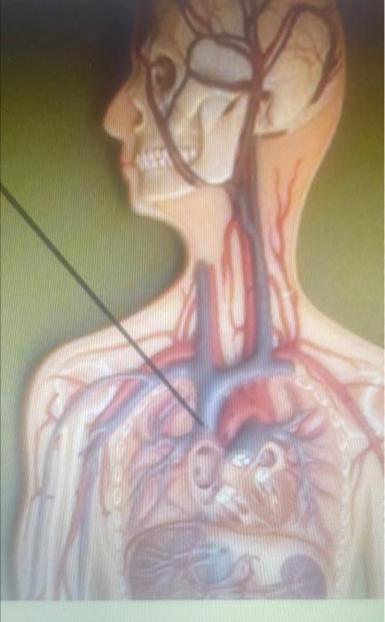 Solved Name structure labeled A | Chegg.com