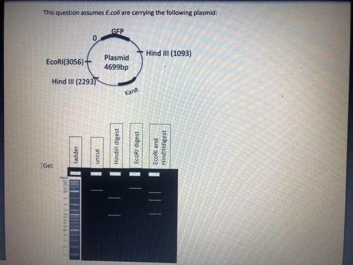 Solved This question assumes E.coll are carrying the | Chegg.com