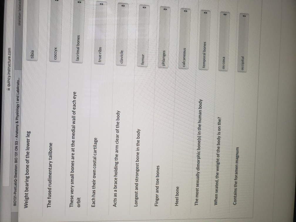 Solved quincy.instructure.com BIO131-PostLabQ-Skeleton: BIO | Chegg.com