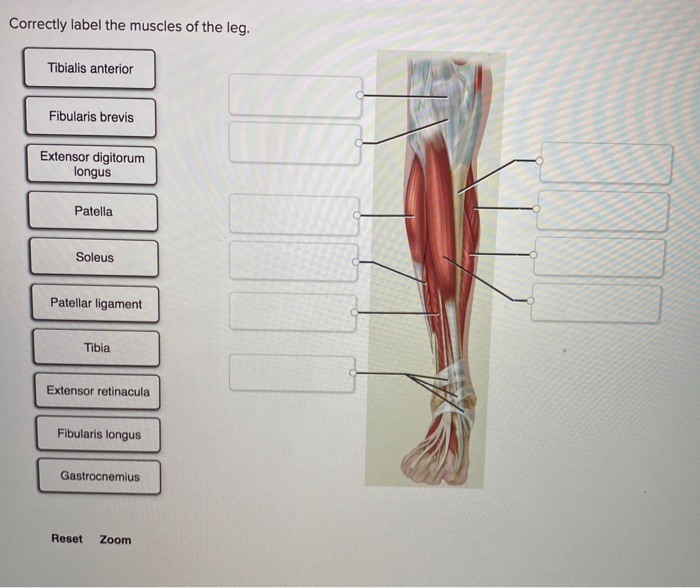Solved Correctly label the muscles of the leg. Fibularis | Chegg.com