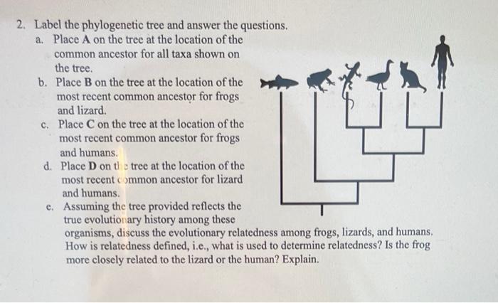 Solved 2. Label the phylogenetic tree and answer the que a. | Chegg.com