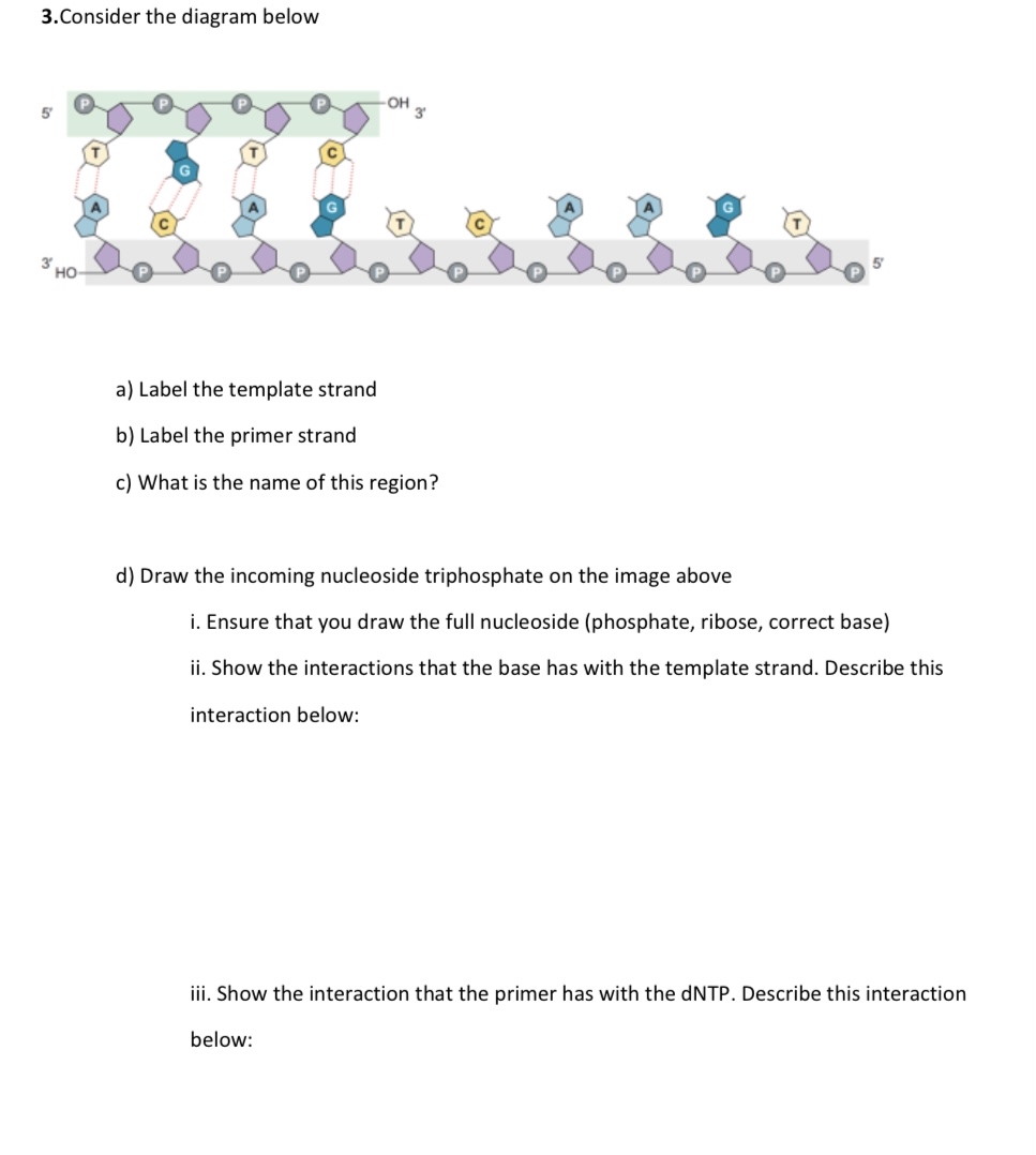 Solved Consider the diagram belowa) ﻿Label the template | Chegg.com