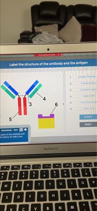 Solved Label the structure of the antibody and the antigen 1 | Chegg.com