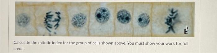 Solved W E Calculate the mitotic index for the group of | Chegg.com