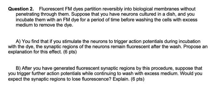 Question 2. Fluorescent FM dyes partition reversibly | Chegg.com