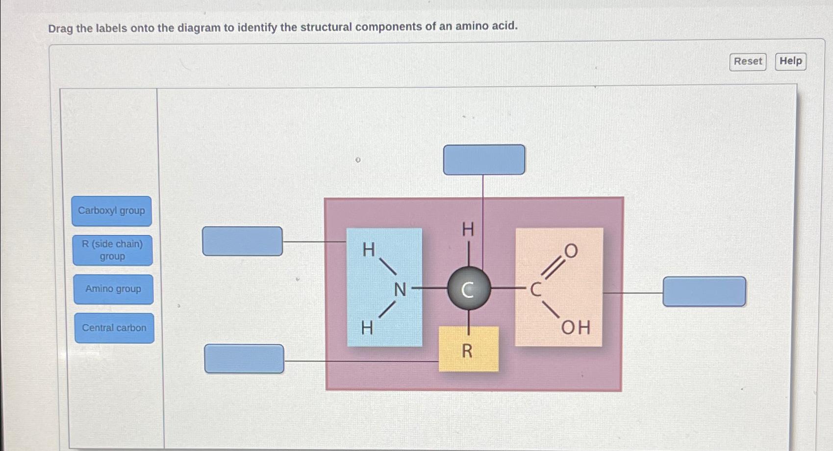 Solved Drag the labels onto the diagram to identify the | Chegg.com