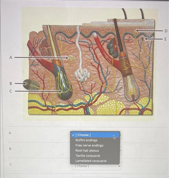 Solved D E A A B С A h 00 [Choose] Ruffini endings Free | Chegg.com