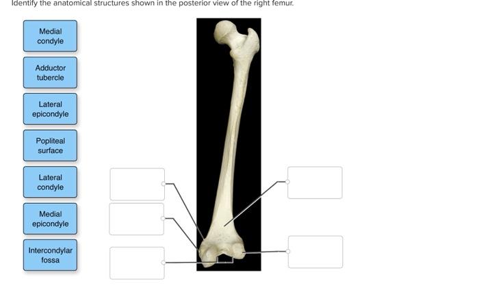 Solved Identify the anatomical structures shown in the | Chegg.com