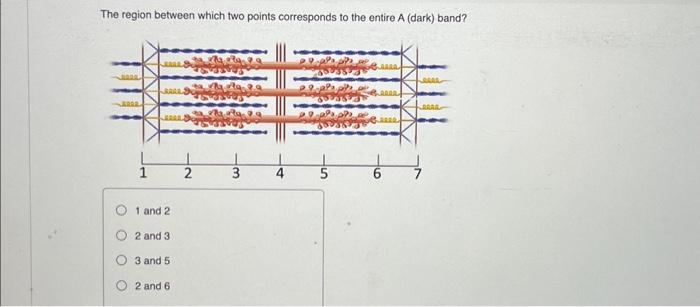 Solved The smallest contractile unit within skeletal muscle | Chegg.com