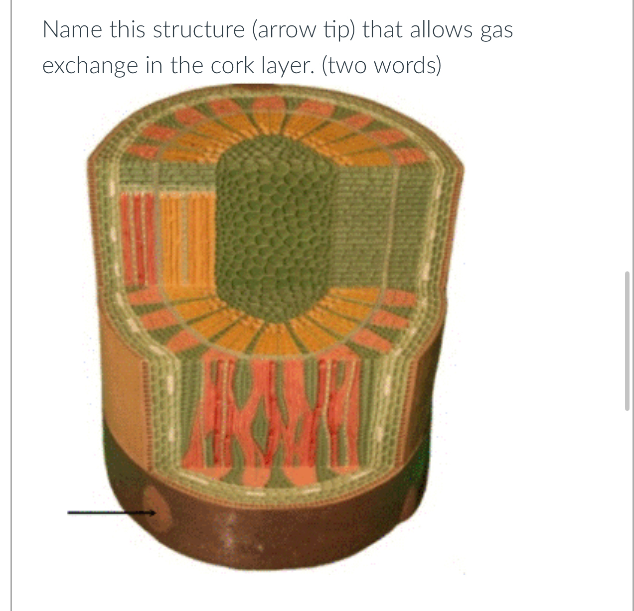 Solved Name this structure (arrow tip) ﻿that allows gas | Chegg.com