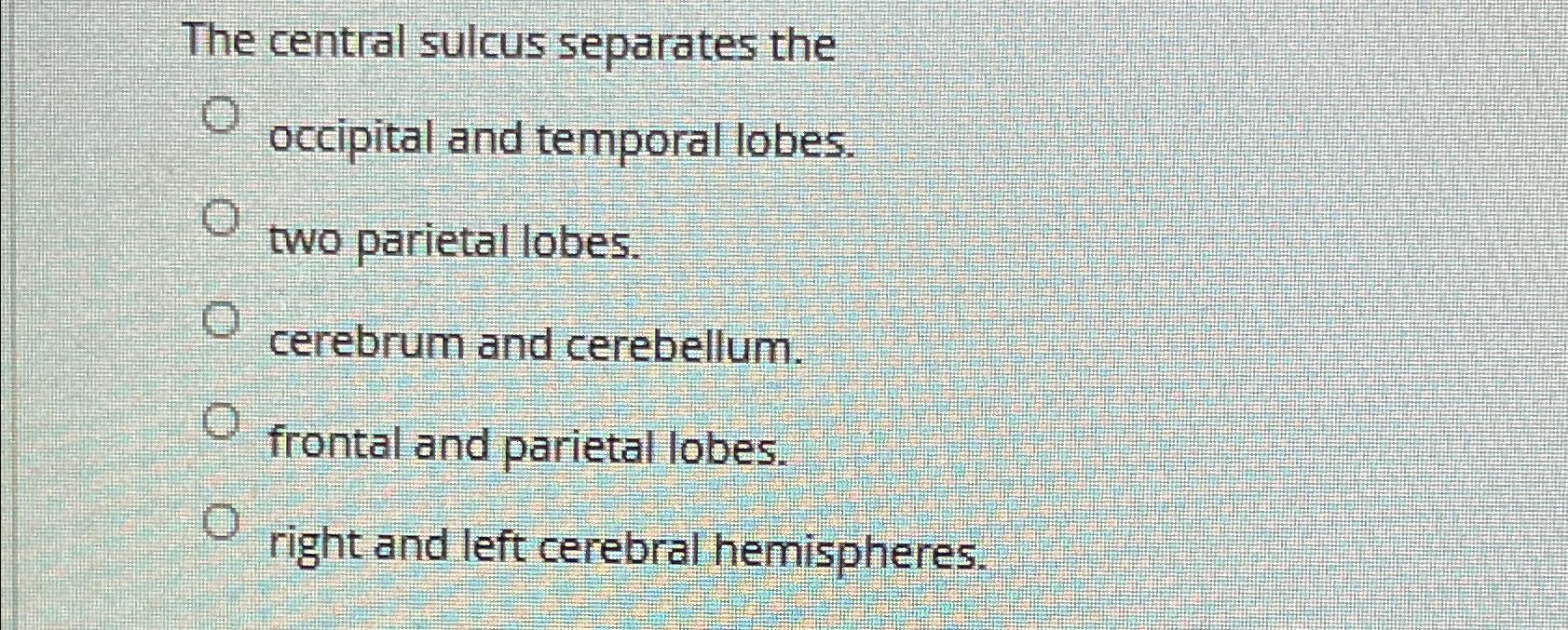 Solved The central sulcus separates theoccipital and | Chegg.com Solved The central sulcus separates theoccipital and | Chegg.com