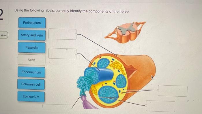 Solved Using the following labels, correctly identify the | Chegg.com