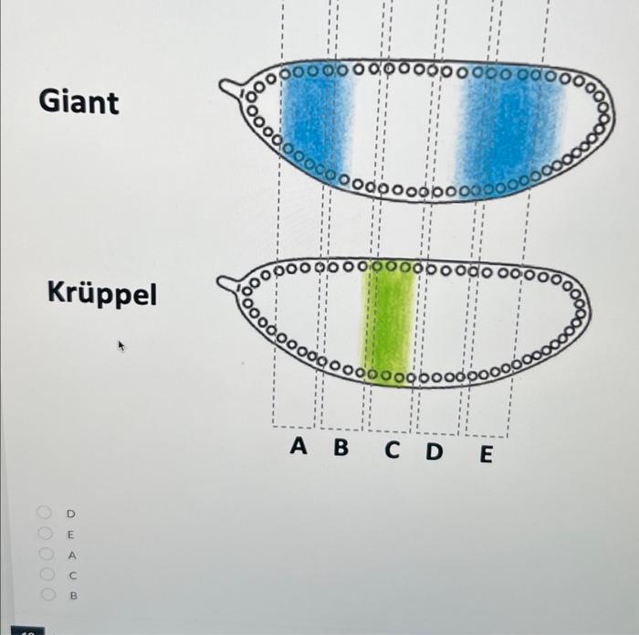 Expression of the Even-skipped (Eve) gene in early | Chegg.com