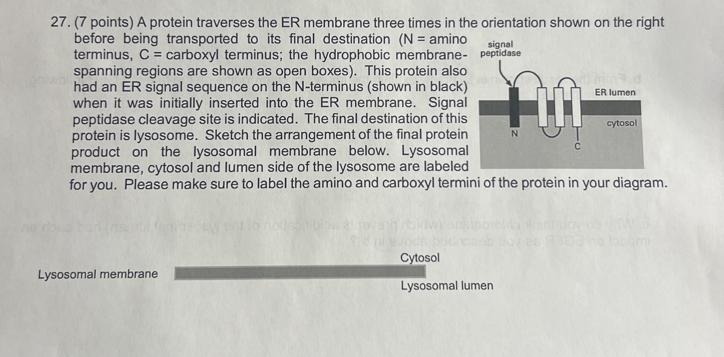 (7 ﻿points) ﻿A protein traverses the ER membrane | Chegg.com