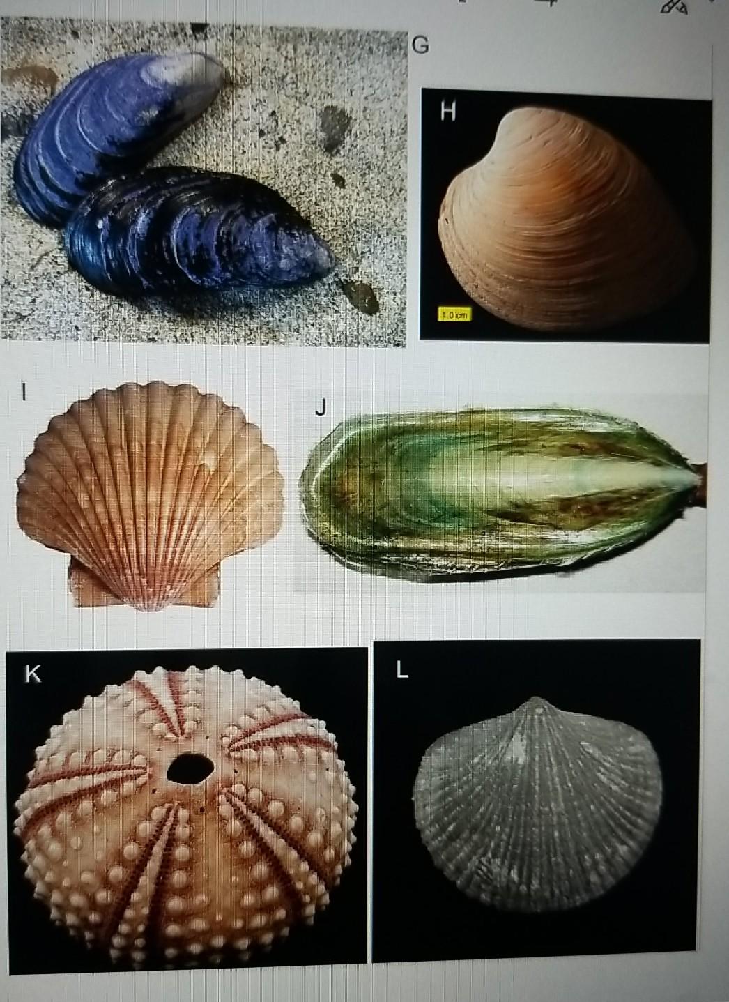 Solved B C D E G H Н. 10 cm J K L | Chegg.com