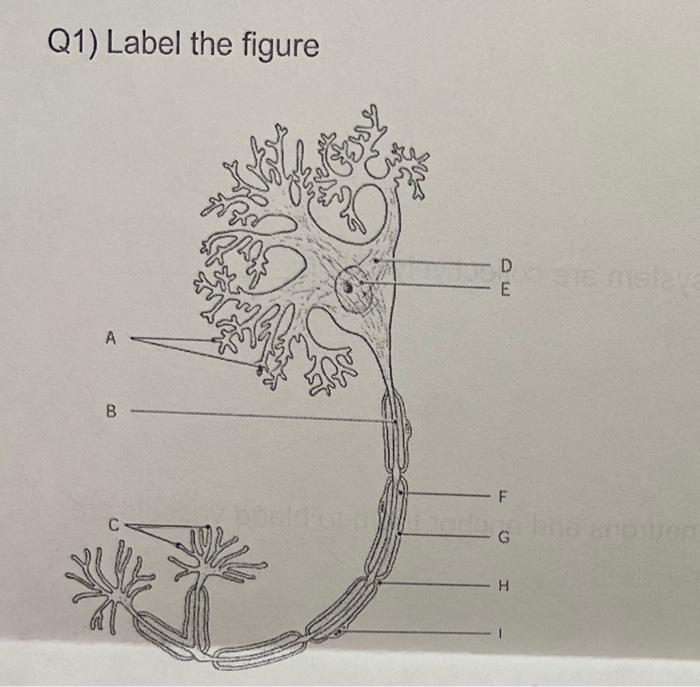 Solved Q1) Label the figure | Chegg.com