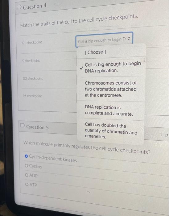 Solved Match the traits of the cell to the cell cycle | Chegg.com