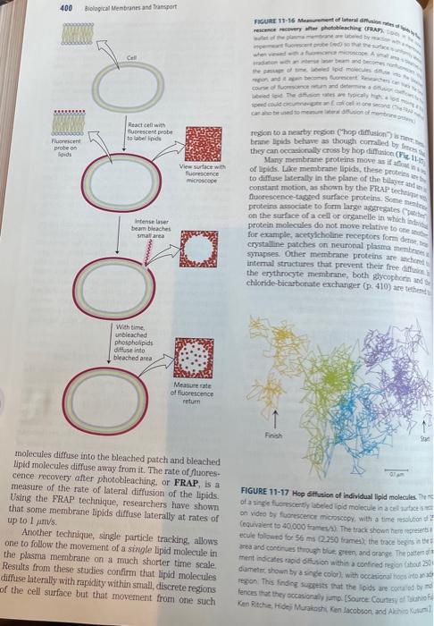 Solved 10. Temperature Dependence of Lateral Diffusion The | Chegg.com