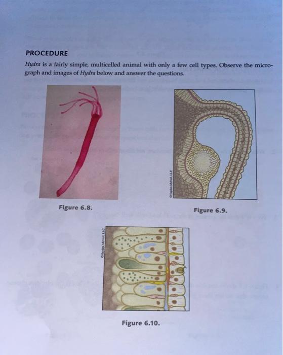 Solved PROCEDURE Hydra is a fairly simple, multicelled | Chegg.com