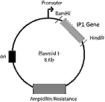 : Into which plasmid should you insert the IP1 | Chegg.com
